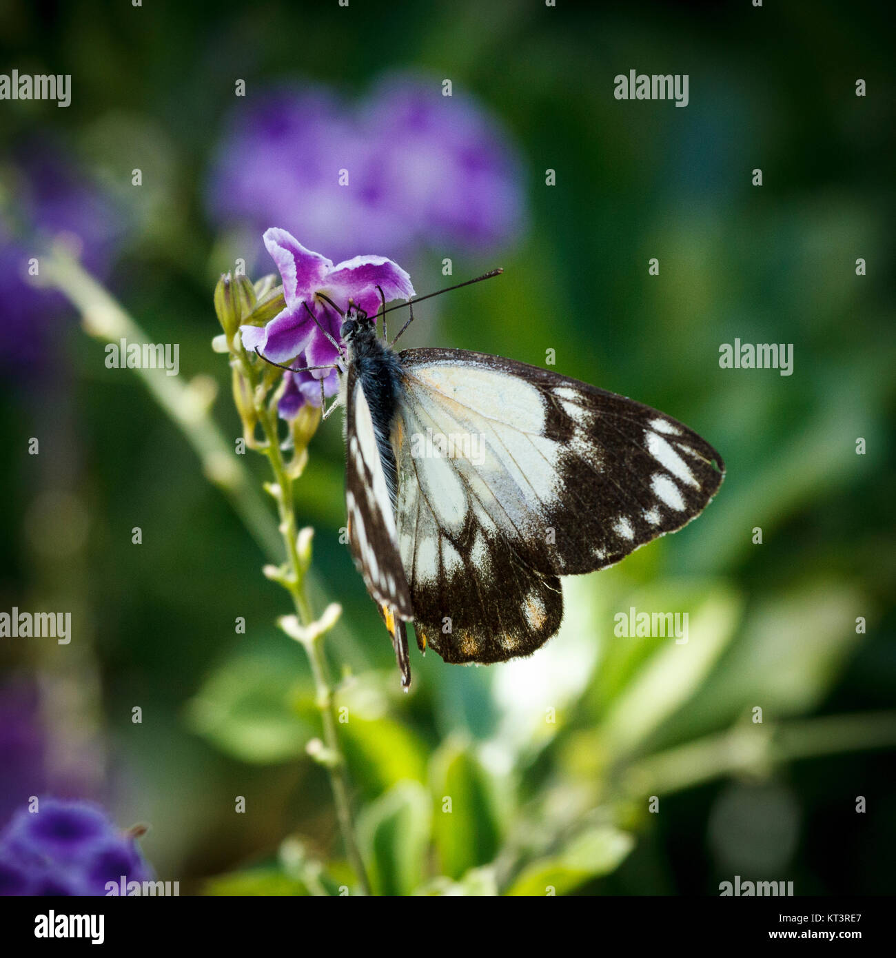 White Caper Butterfly Stock Photo - Alamy