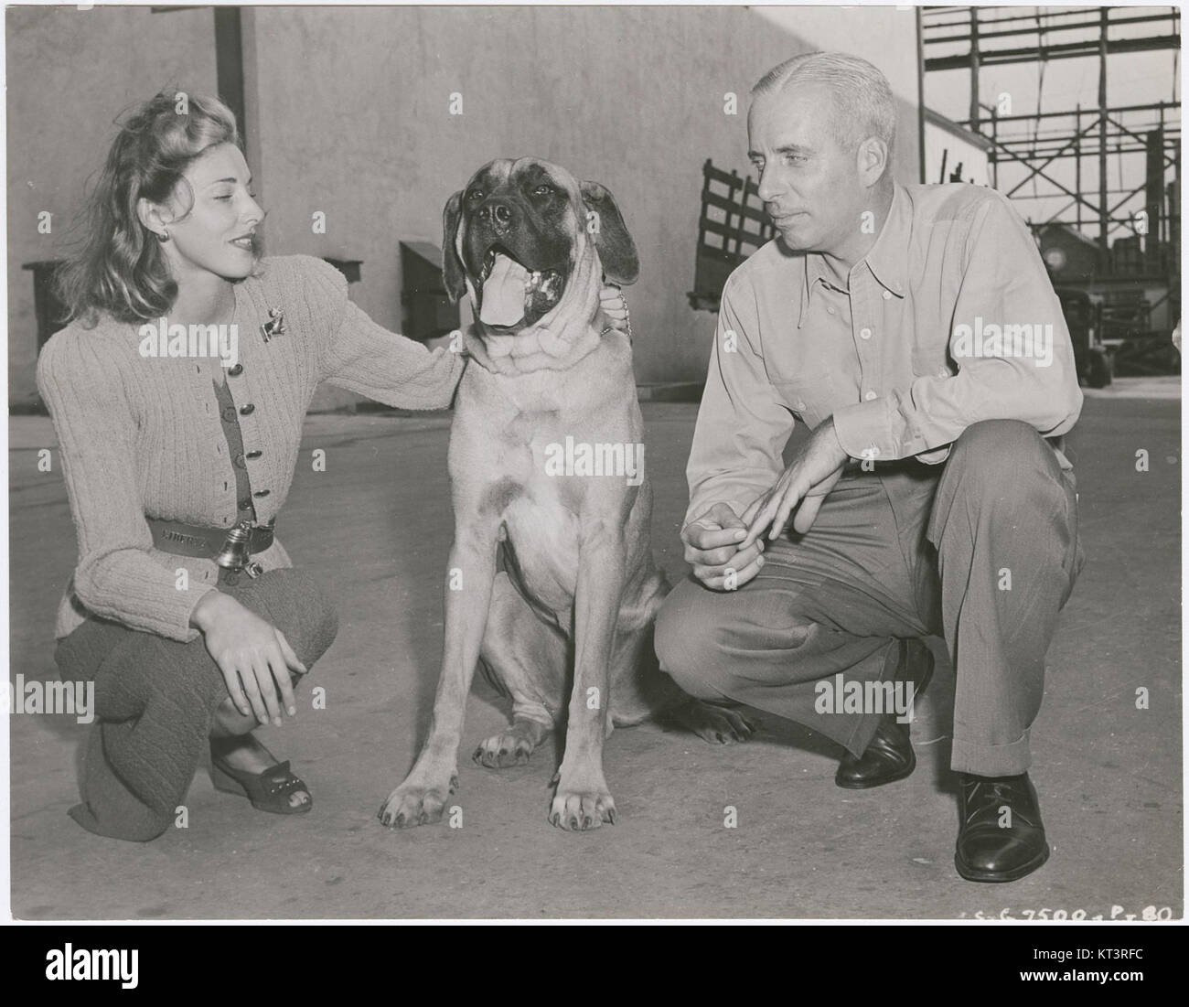 Slim hawks hi-res stock photography and images - Alamy