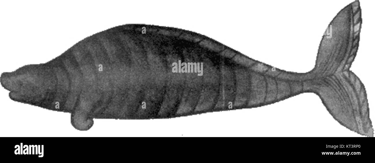 Hydrodamalis gigas hi-res stock photography and images - Alamy