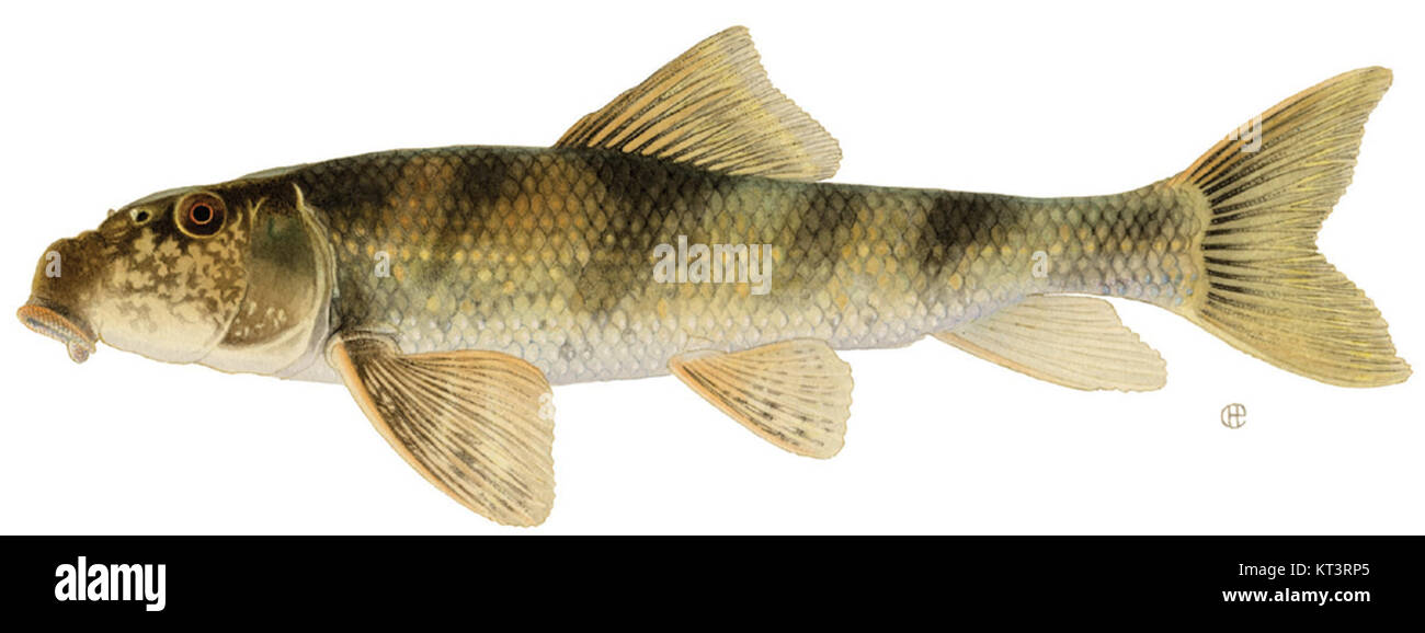 Hog anatomy hi-res stock photography and images - Alamy