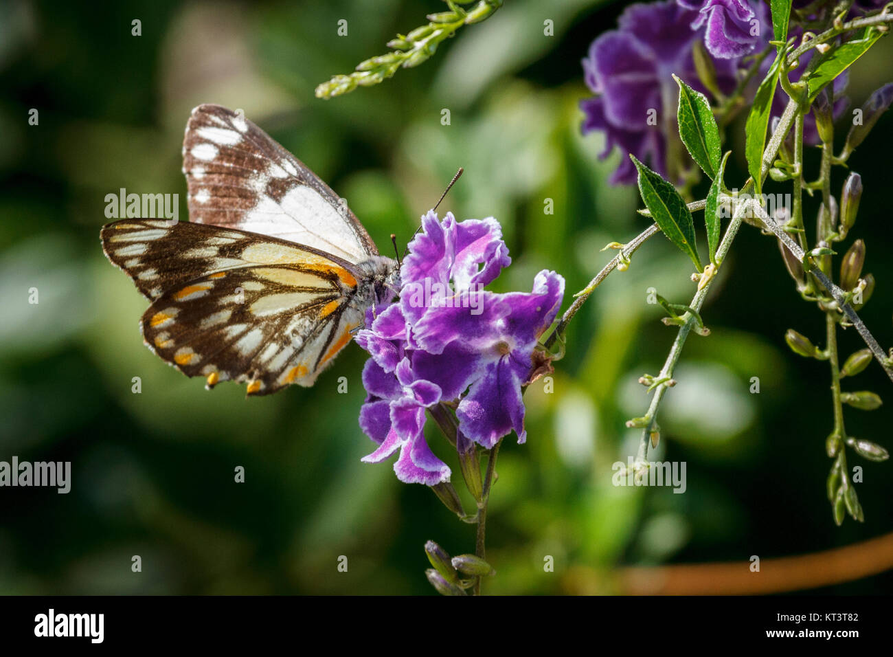 White Caper Butterfly Stock Photo - Alamy