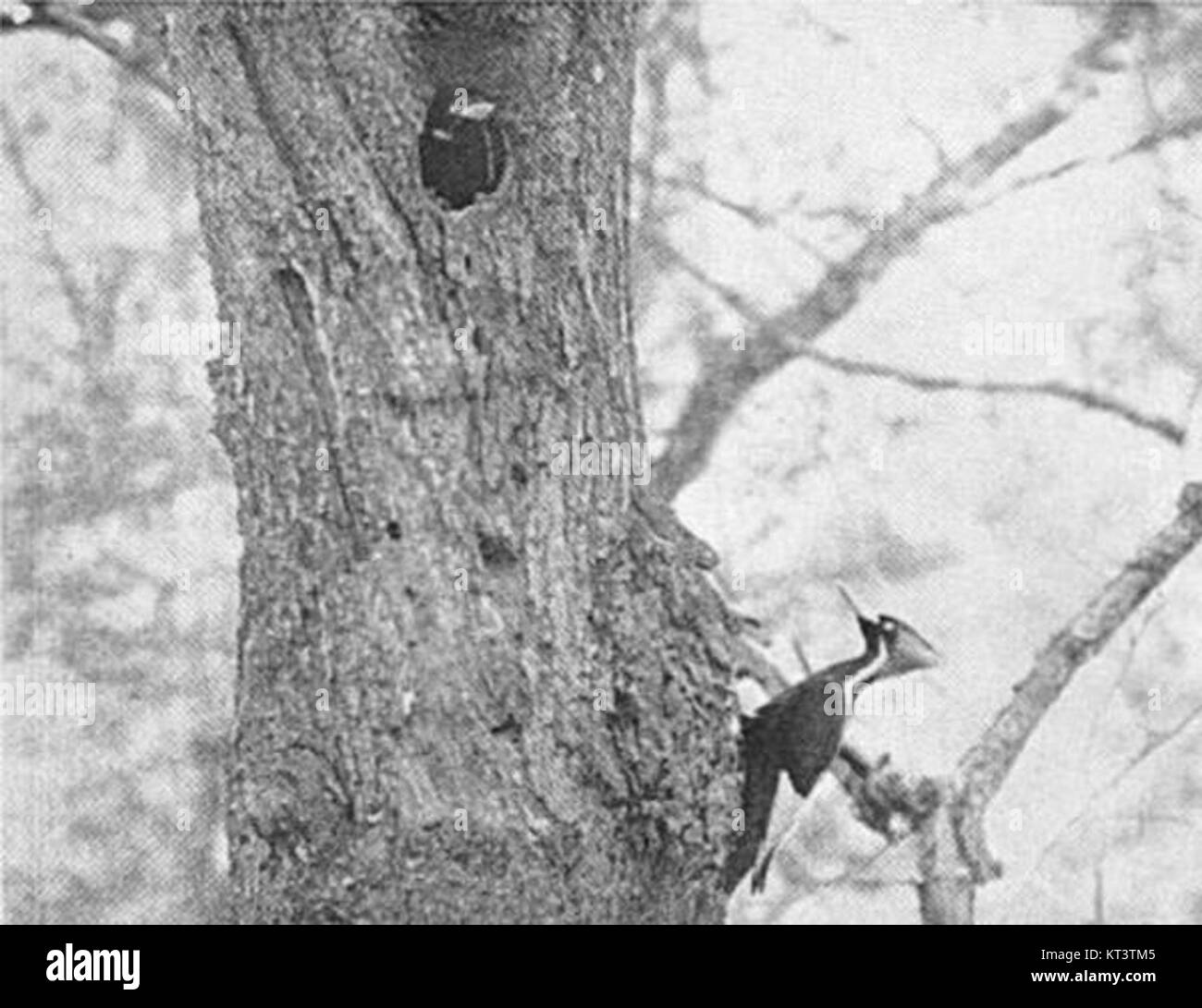 Ivory bill hi-res stock photography and images - Alamy
