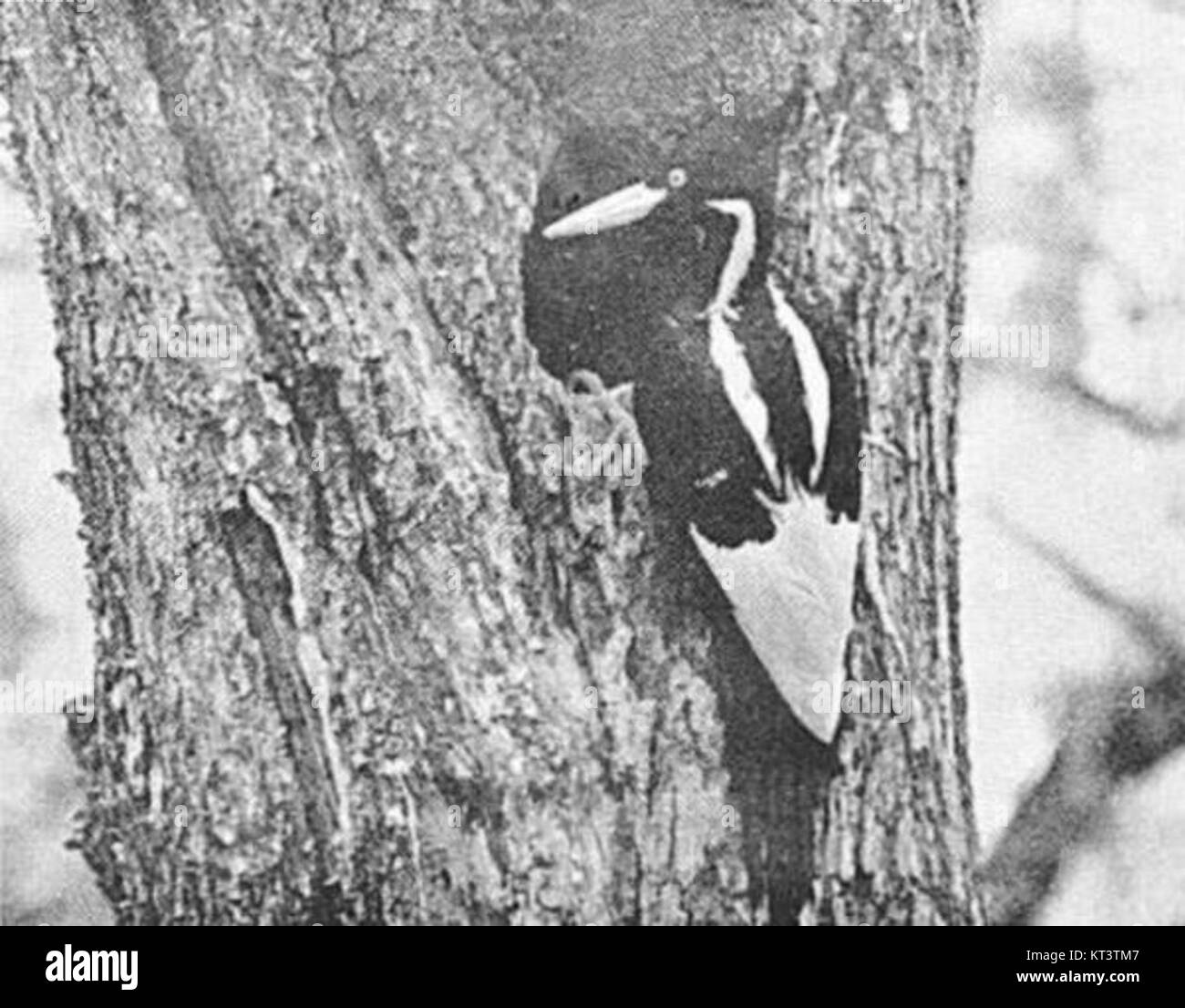 Ivory billed woodpecker hi-res stock photography and images - Alamy