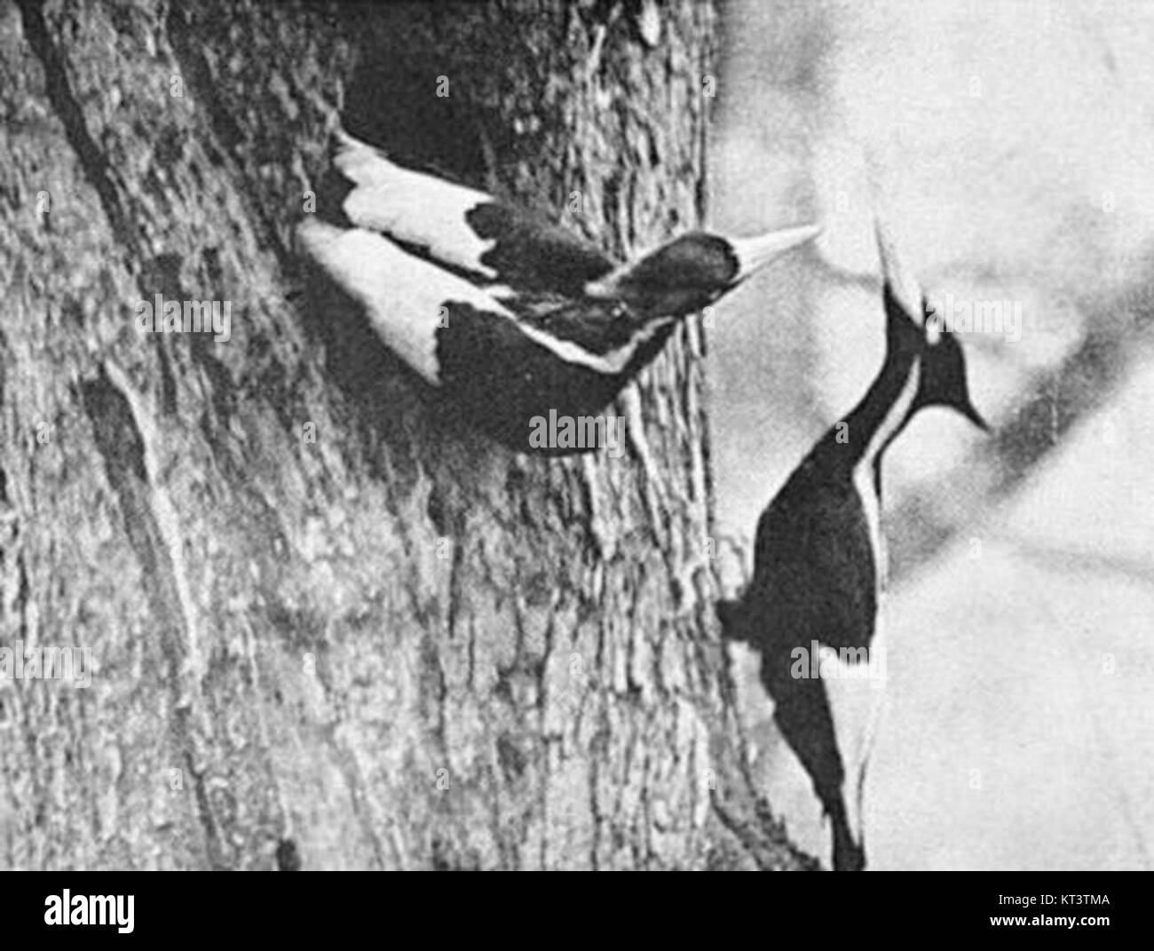 A pair of ivory-billed woodpeckers, an endangered species, shown in ...