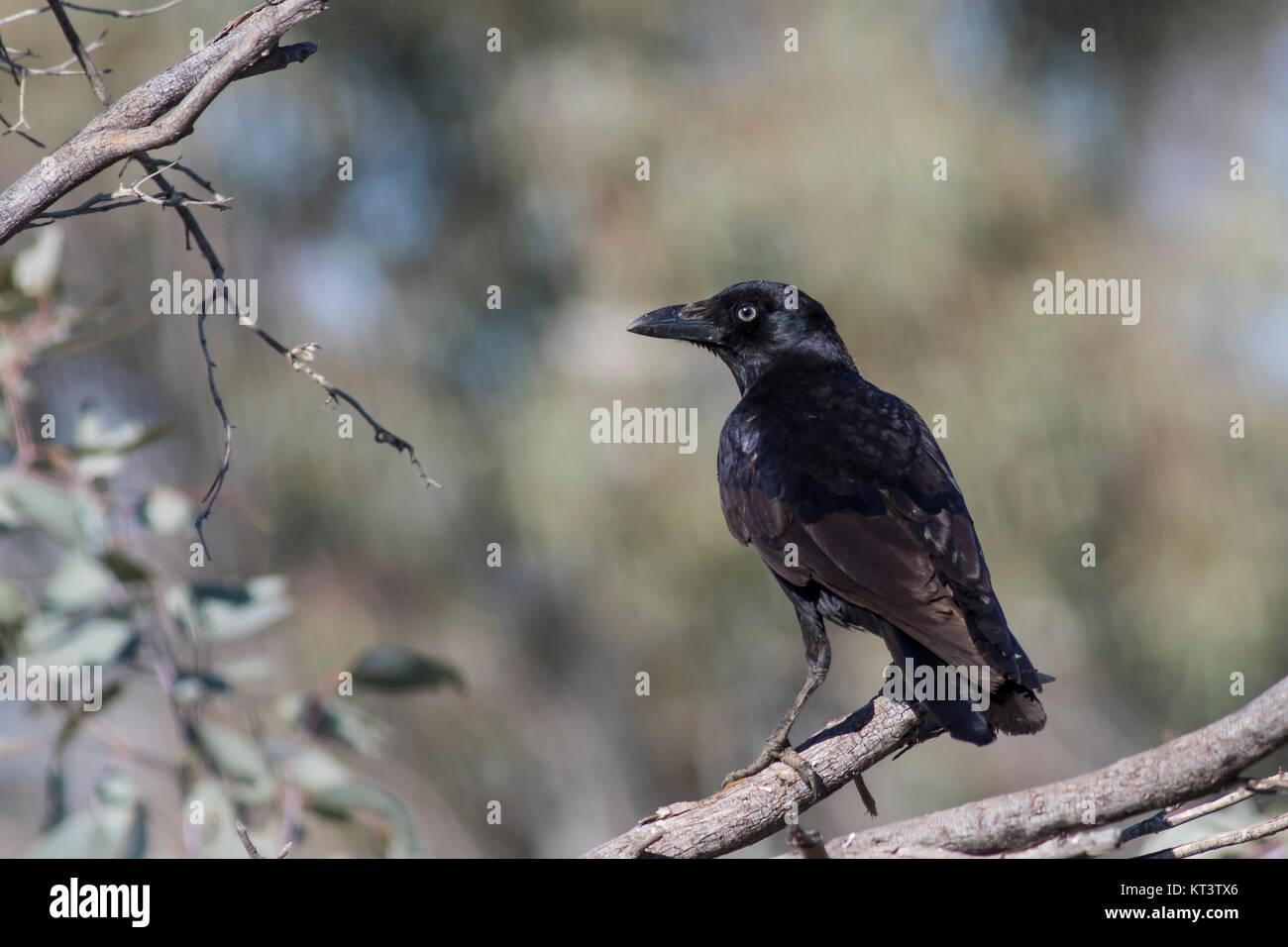 Little Crow (Corvus bennetti Stock Photo - Alamy