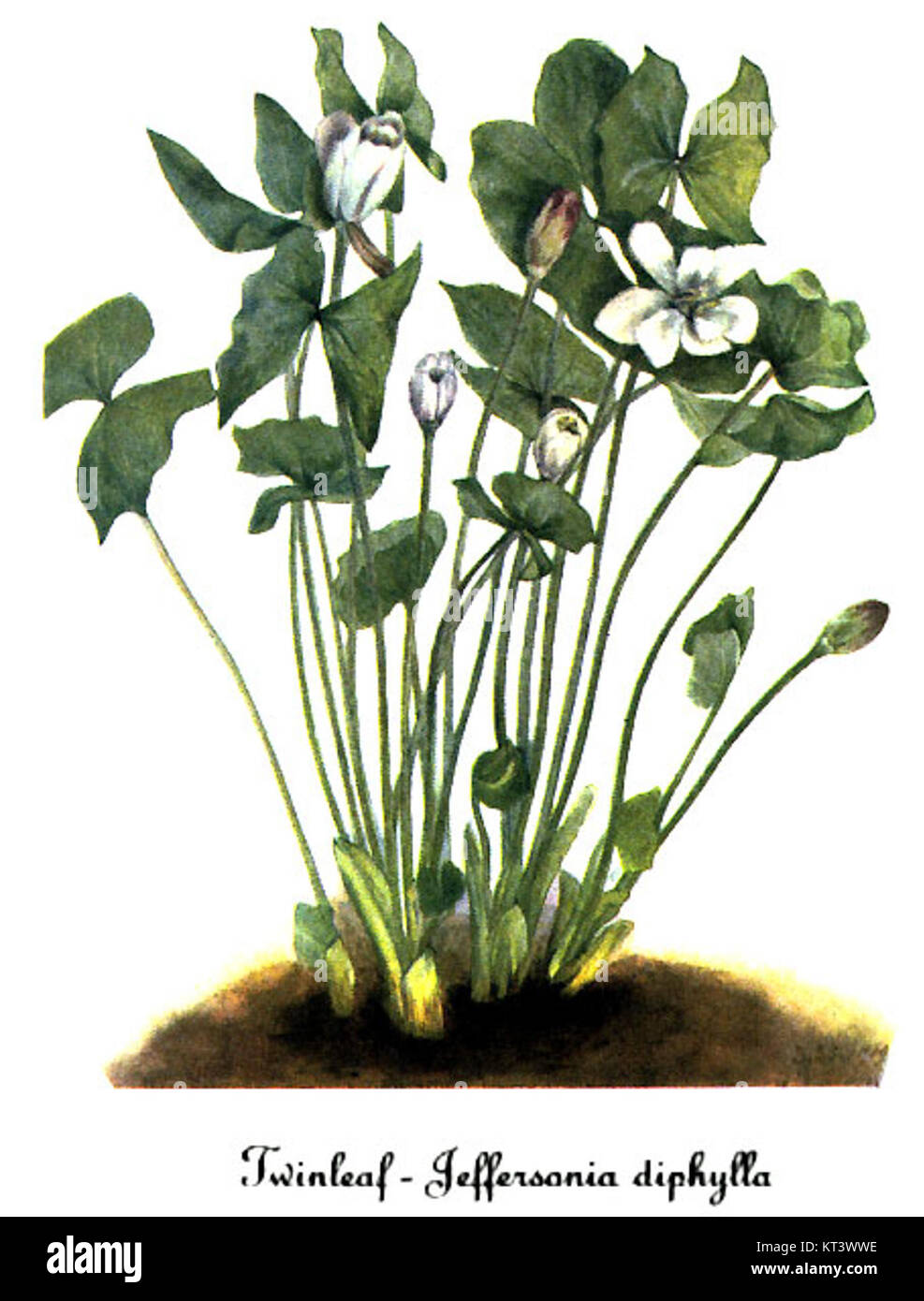 An illustration by Mary Vaux Walcott depicting Jeffersonia diphylla ...