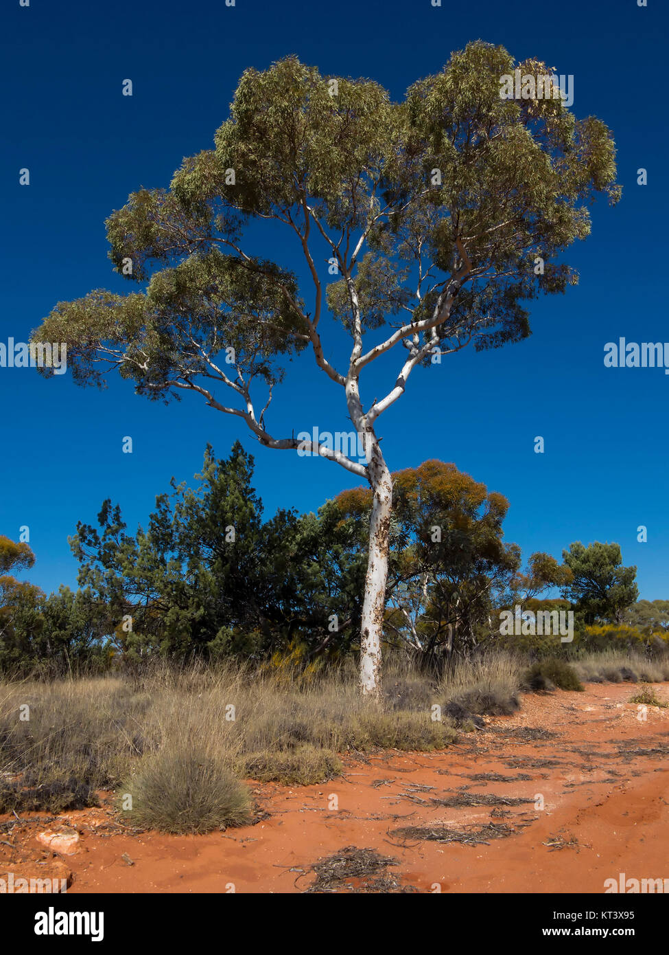 White Tree with a Blue Sky Background Stock Photo - Alamy