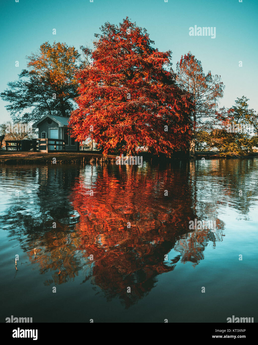 Colorful Tree with Reflection in a Pond Stock Photo - Alamy