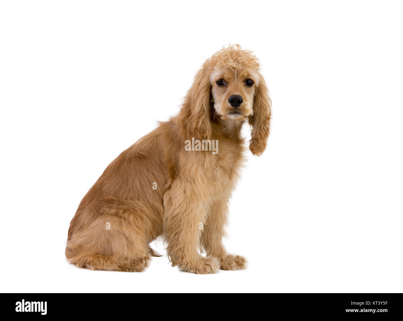Portrait of cocker spaniel dog sitting against white background Stock ...