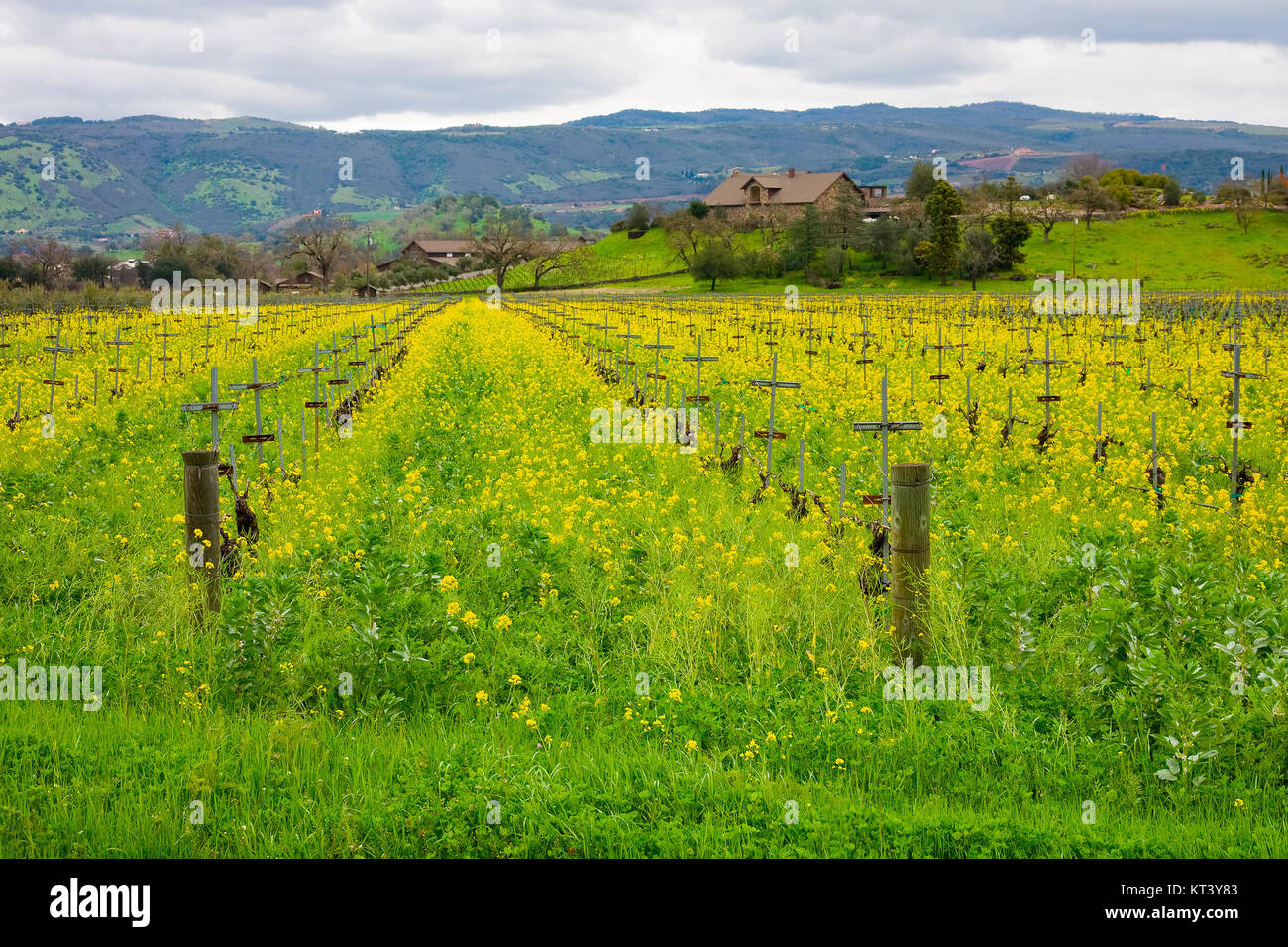 Vineyard rows hi-res stock photography and images - Alamy