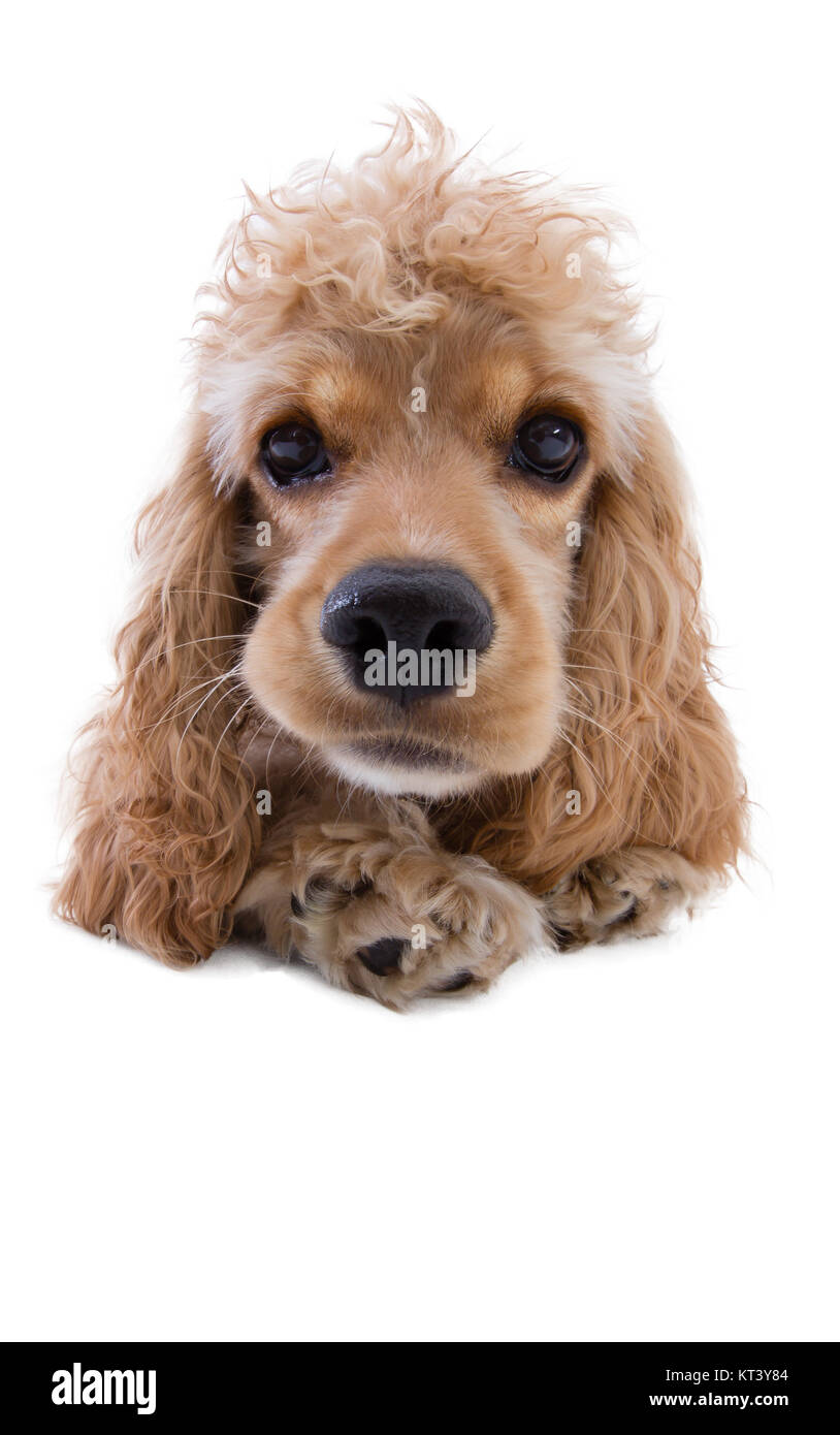 Golden cocker spaniel dog hi-res stock photography and images - Alamy