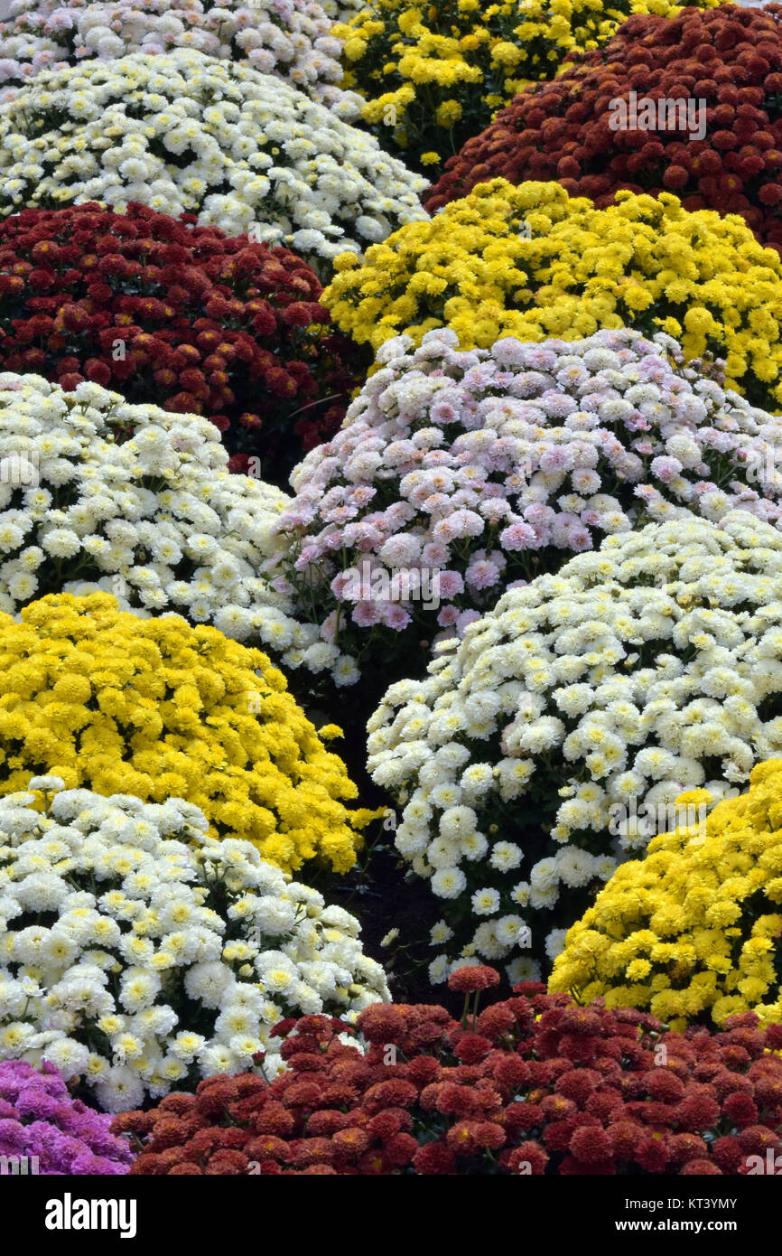 Quantities of blooms hi-res stock photography and images - Alamy