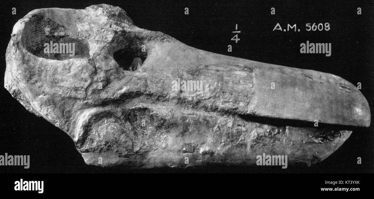 Jonkeria hi-res stock photography and images - Alamy