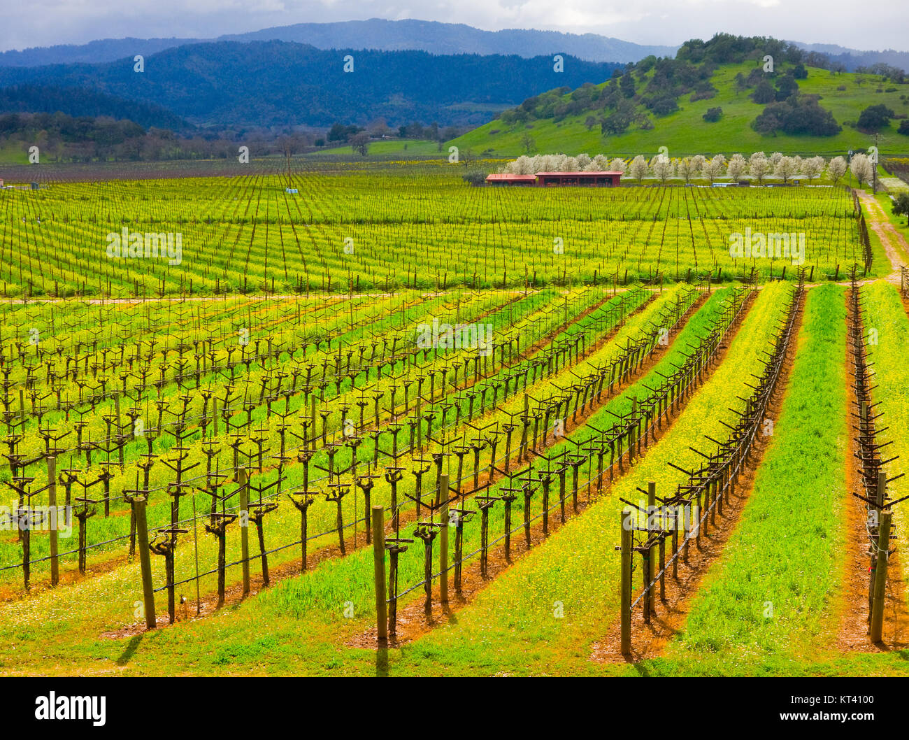 Vineyard with mountains in the background hi-res stock photography and ...