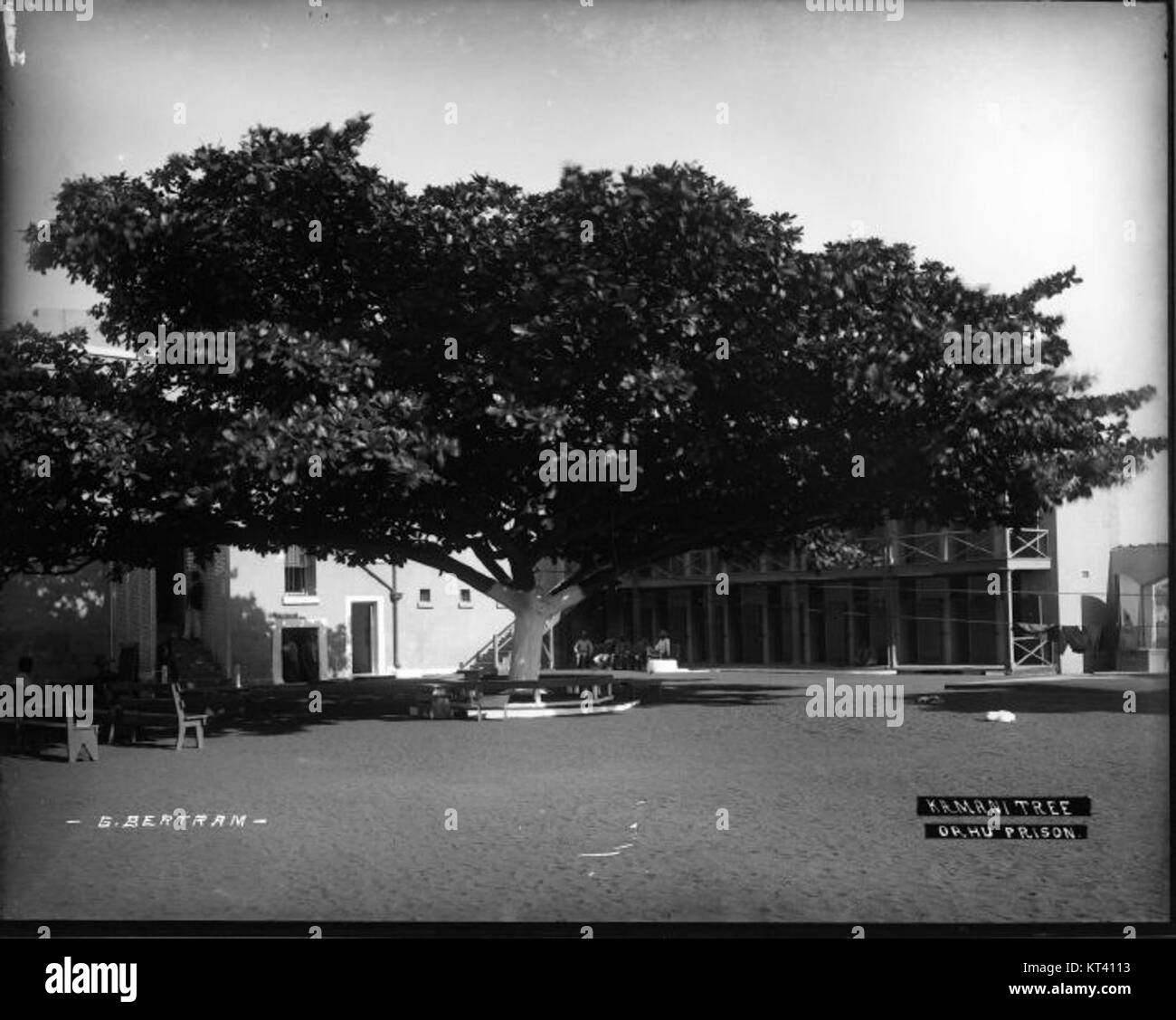 A photograph taken by Brother Bertram of the Kamani tree at Oahu Prison ...