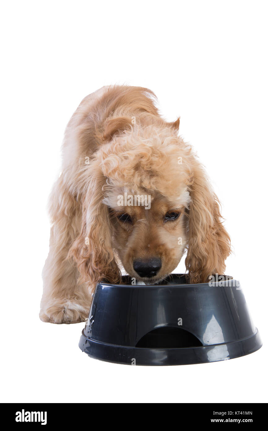 Close-up front view studio shot of a cute brown cocker spaniel eating ...