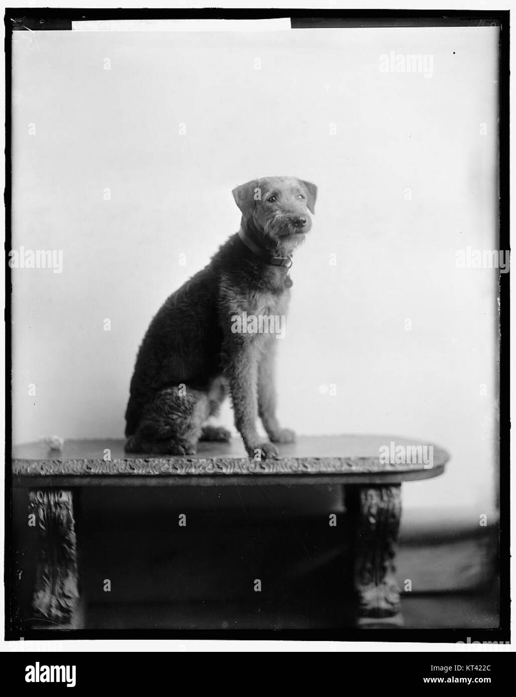 Warren g harding dog hi-res stock photography and images - Alamy