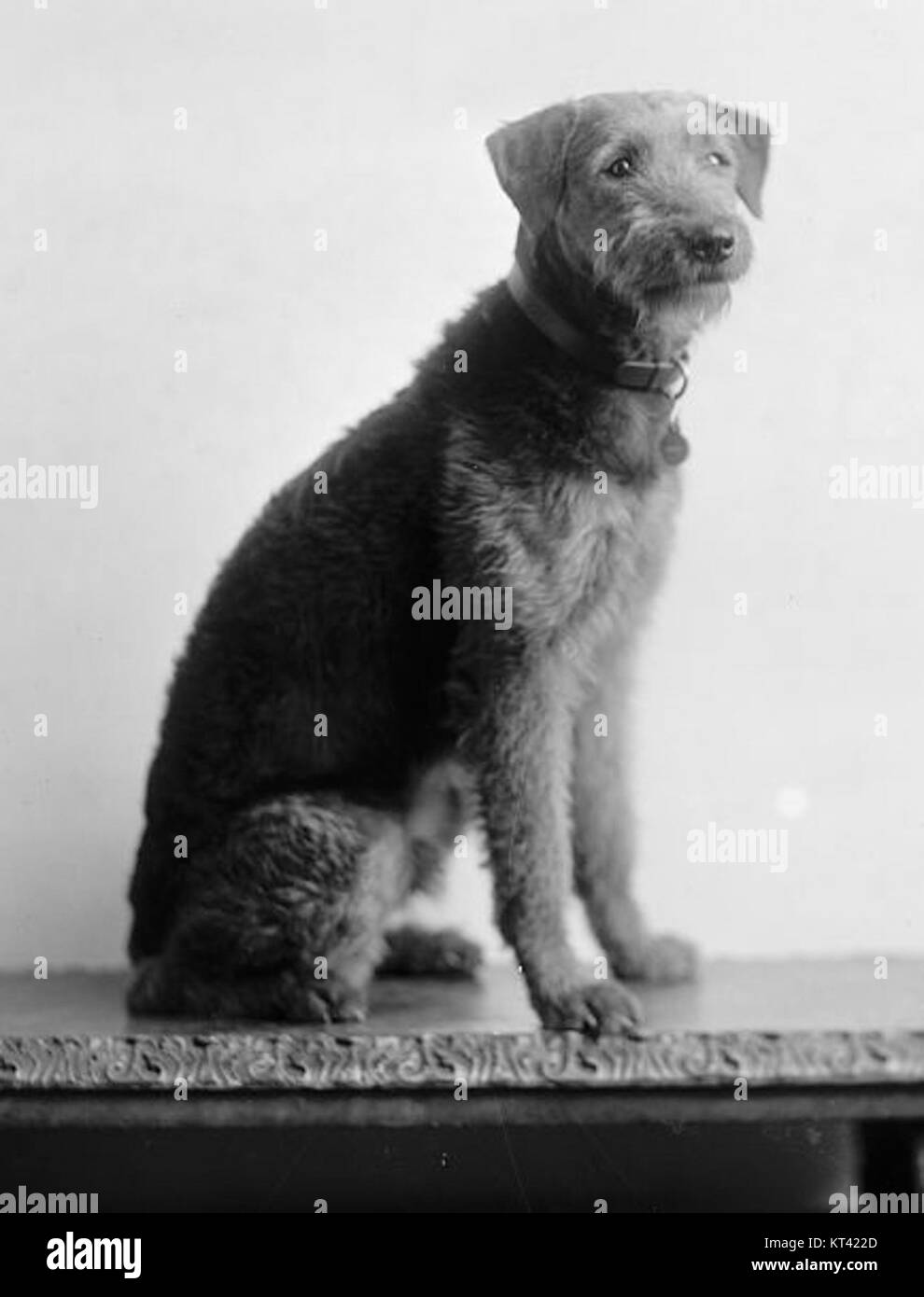 Laddie Boy, the dog of President Warren G. Harding, is depicted in this ...