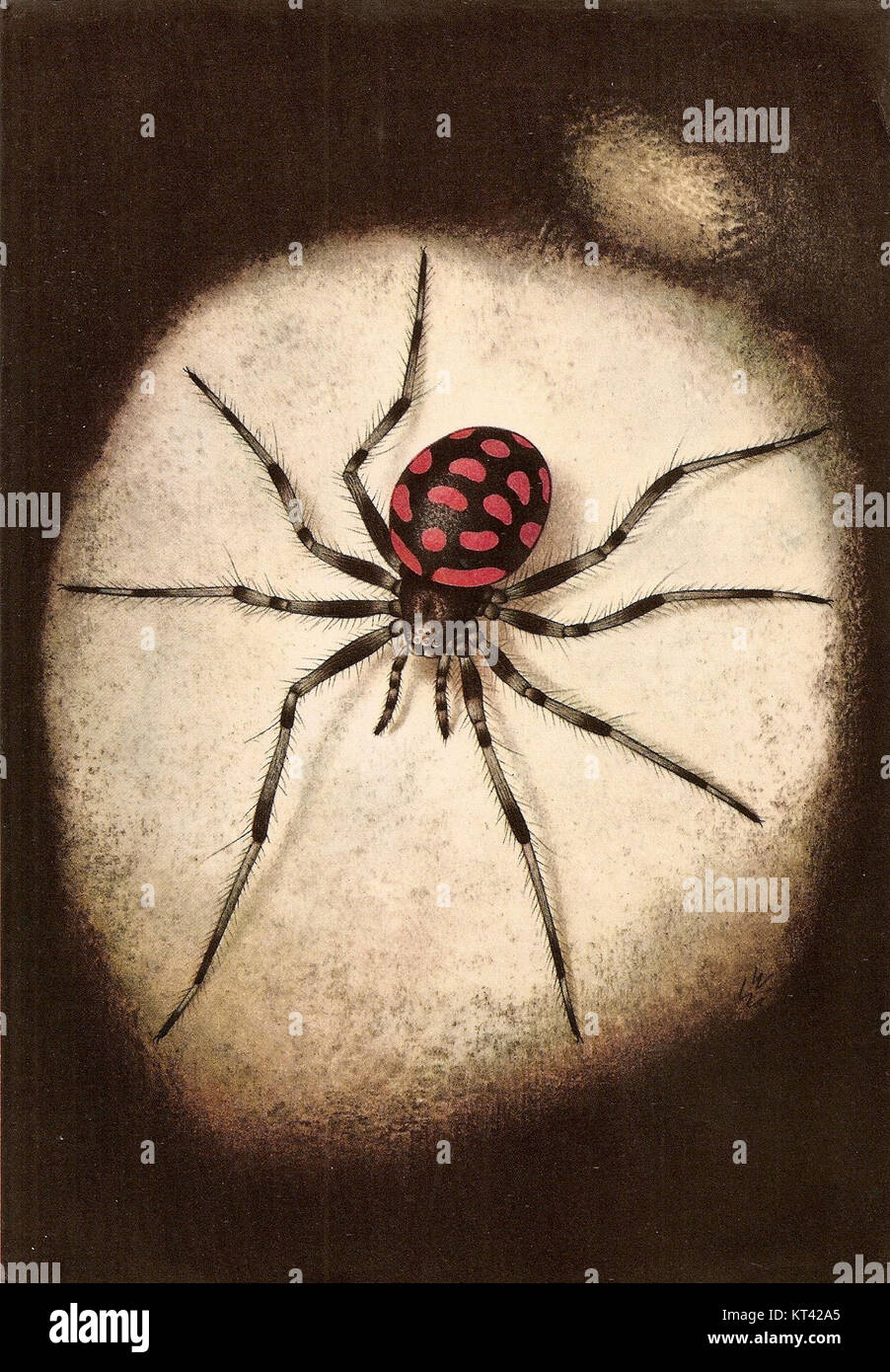Latrodectus tredecimguttatus hi-res stock photography and images - Alamy