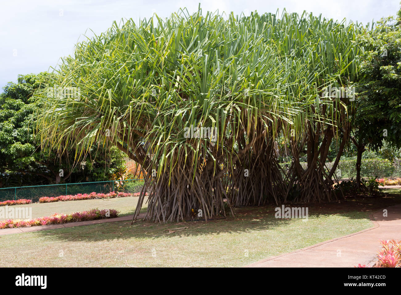 Hawaiian screwpine hi-res stock photography and images - Alamy