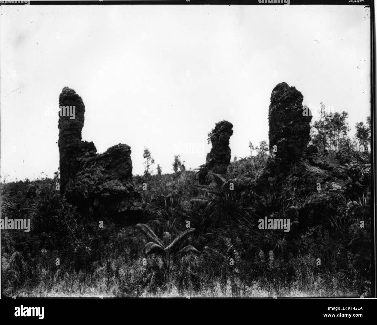 The Lava Trees in Puna, Hawaii, are natural formations created by ...