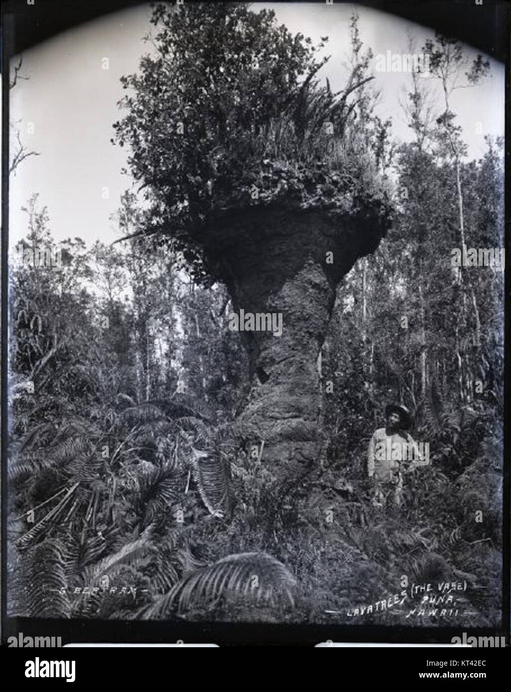 Lava Trees 'The Vase' Puna photograph by Brother Bertram Stock Photo ...