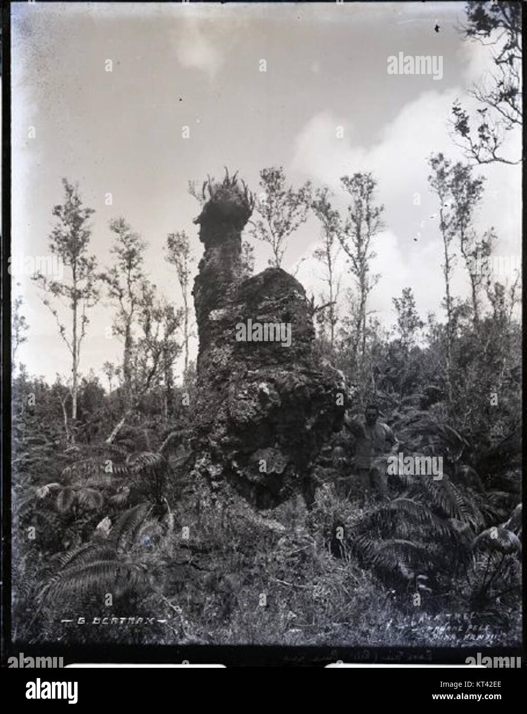 A photograph titled 'Lava Tree 'Madame Pele' Puna' captures a ...
