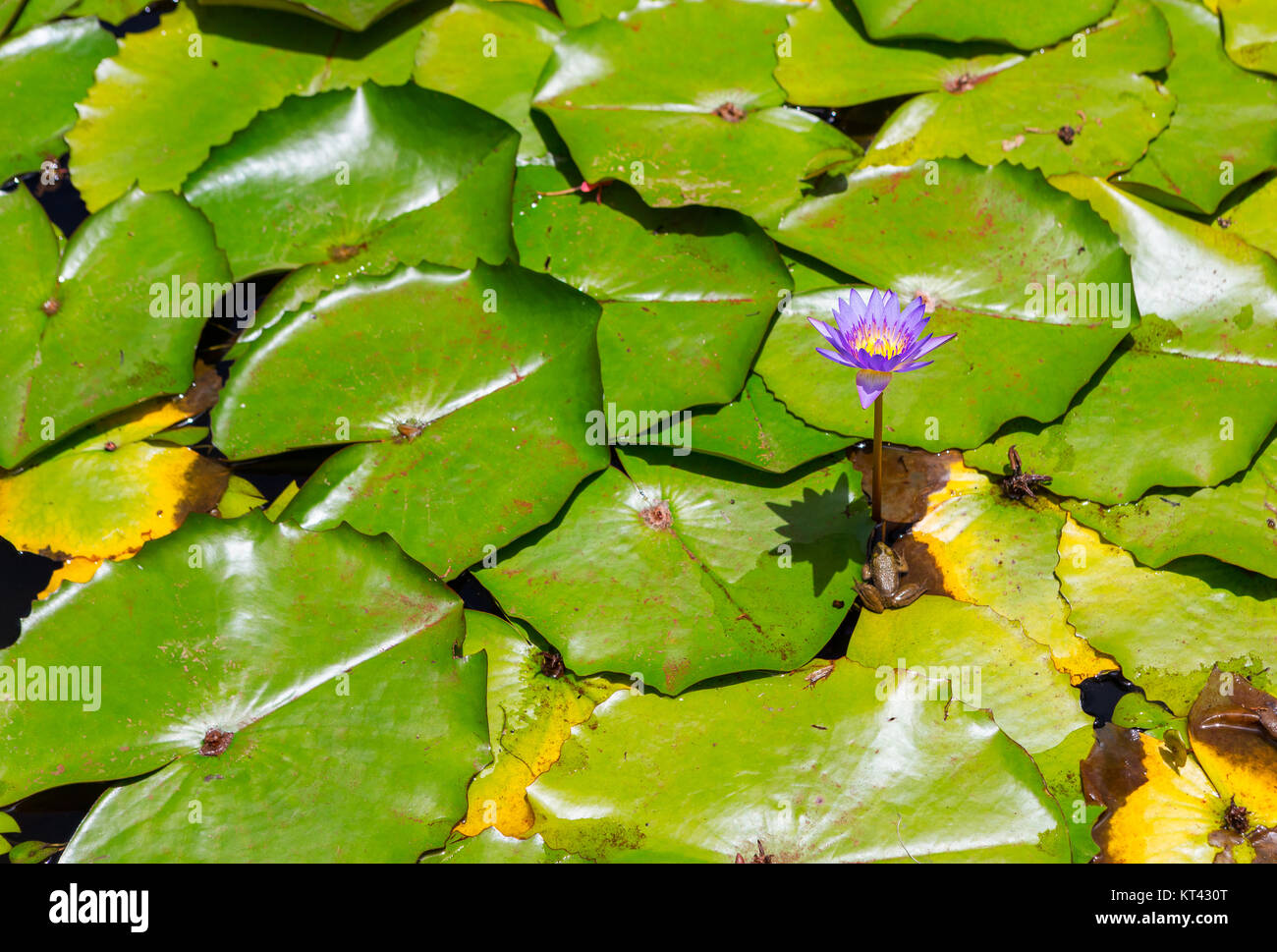 Single purple Hawaiian lotus flower above dense green leaves floating ...