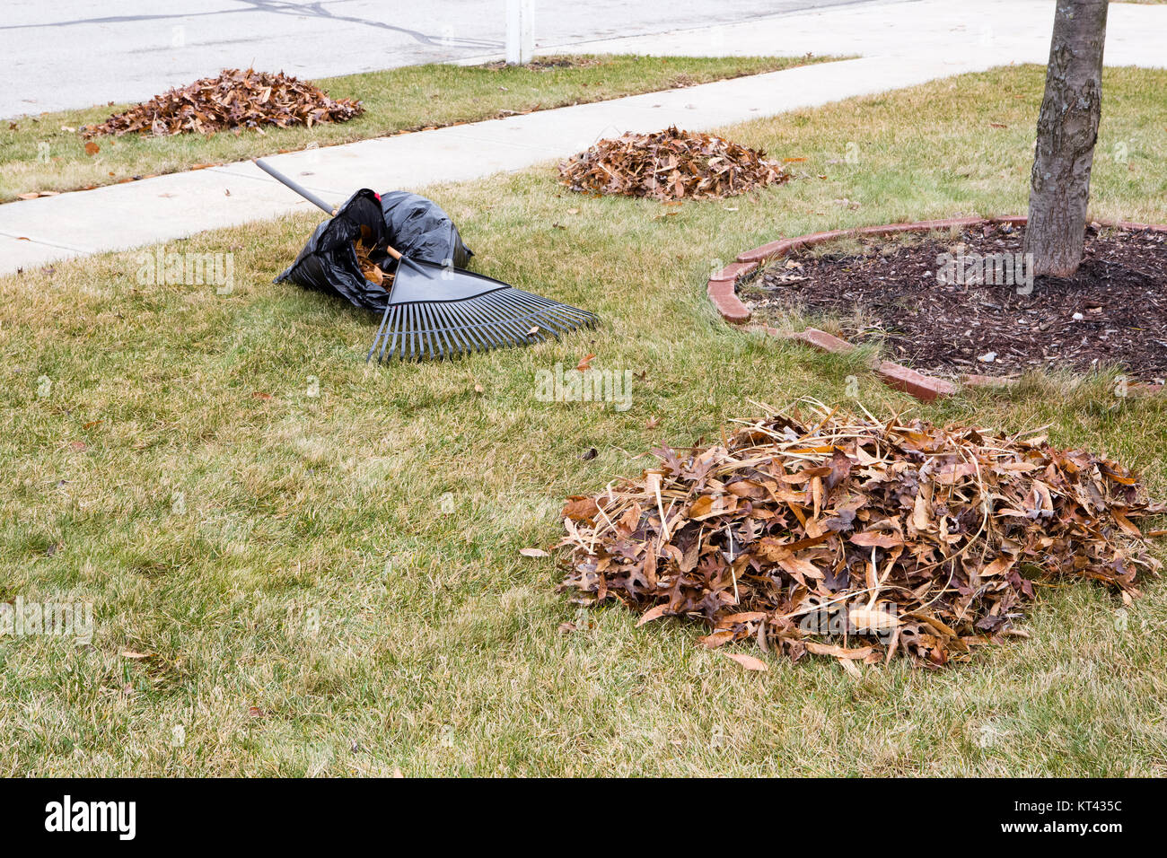 Raked autumn leaves on a mowed lawn in a garden collected into a neat ...