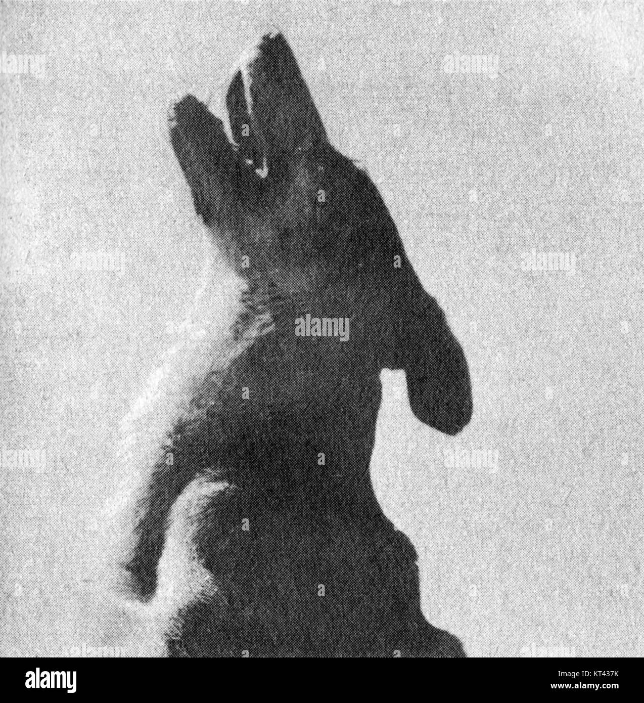 Image of a howling dog during a lightning storm, capturing the dramatic ...