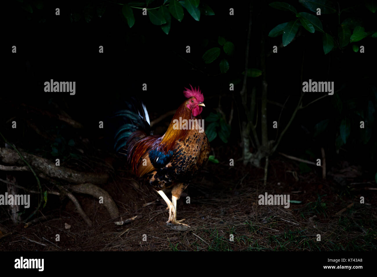 A single free range rooster with red wattle strutting through woodland ...