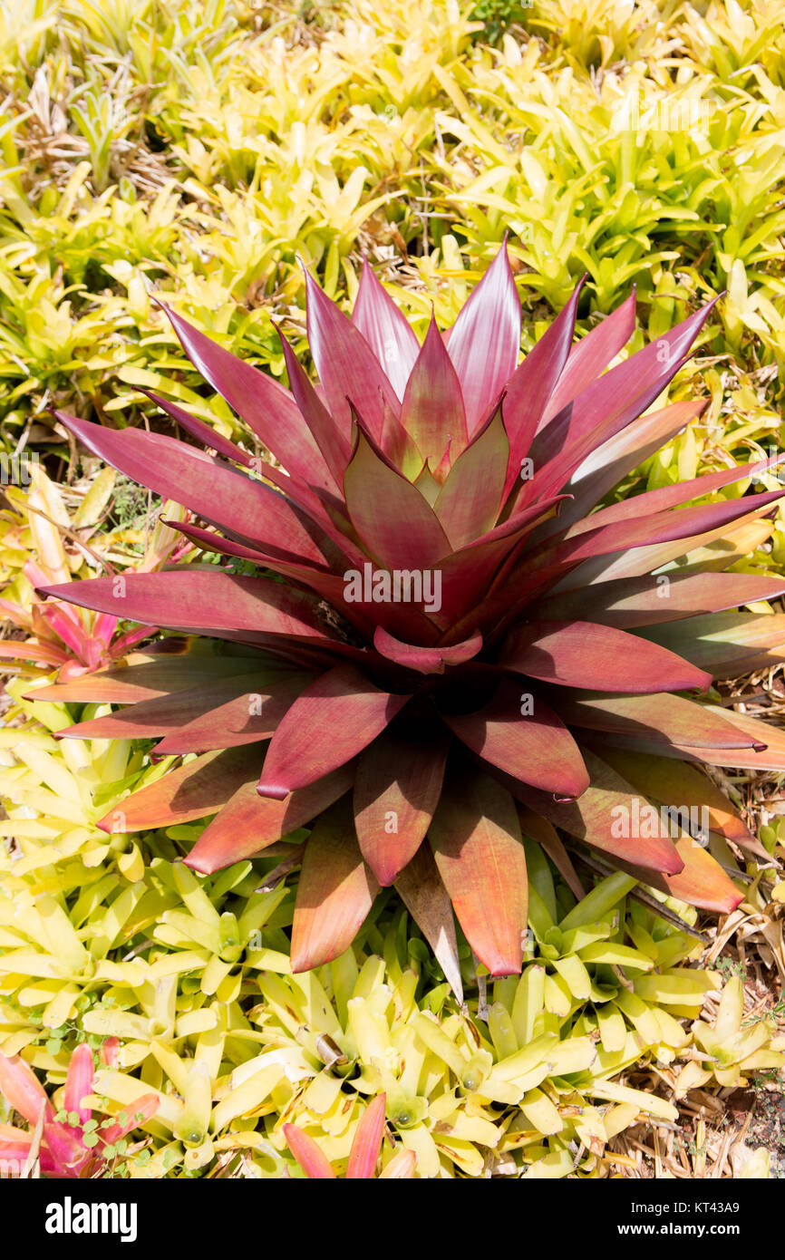 Colorful Neoreglia sheba bromeliad with the typical pink blush growing ...