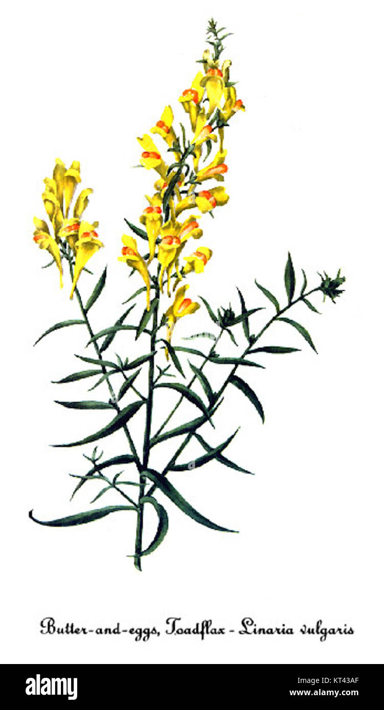 Linaria vulgaris, also known as the common toadflax, is a plant species ...