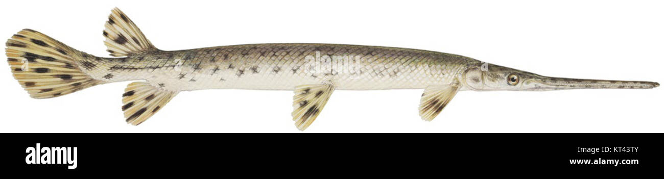 Longnose gar species freshwater hi-res stock photography and images - Alamy