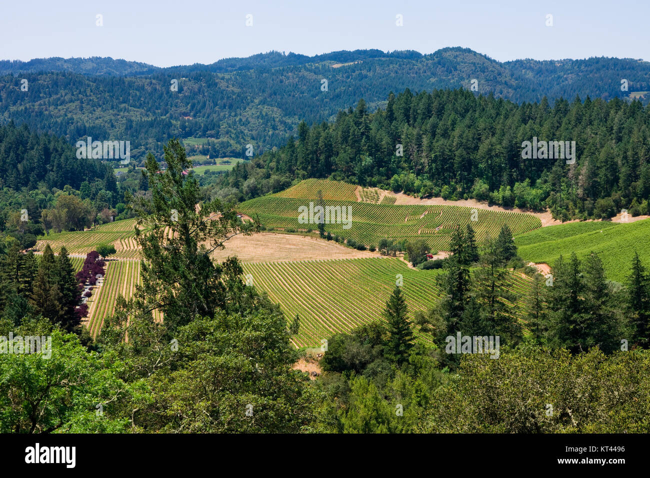 Napa Valley vineyard in California Stock Photo - Alamy