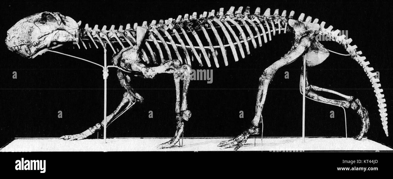 Lycaenops hi-res stock photography and images - Alamy