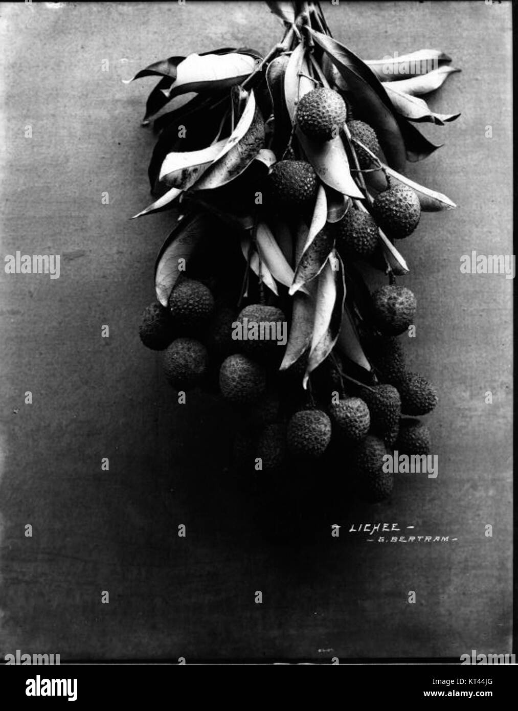 Lychee illustration Black and White Stock Photos & Images - Alamy