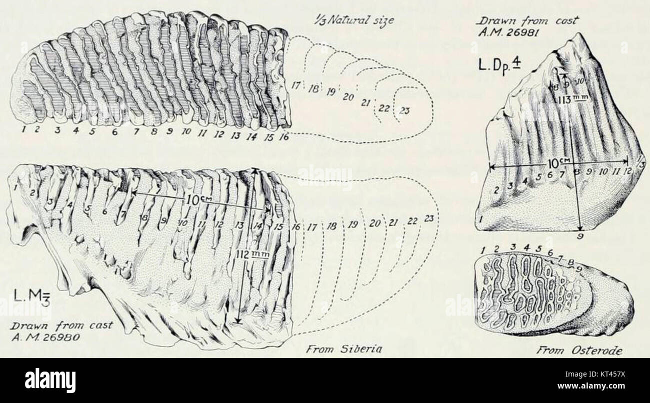 Mammuthus primigenius, commonly known as the woolly mammoth, is an ...