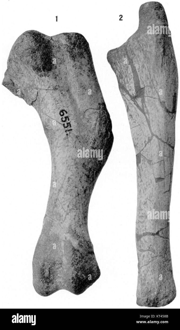 Mandschurosaurus hi-res stock photography and images - Alamy