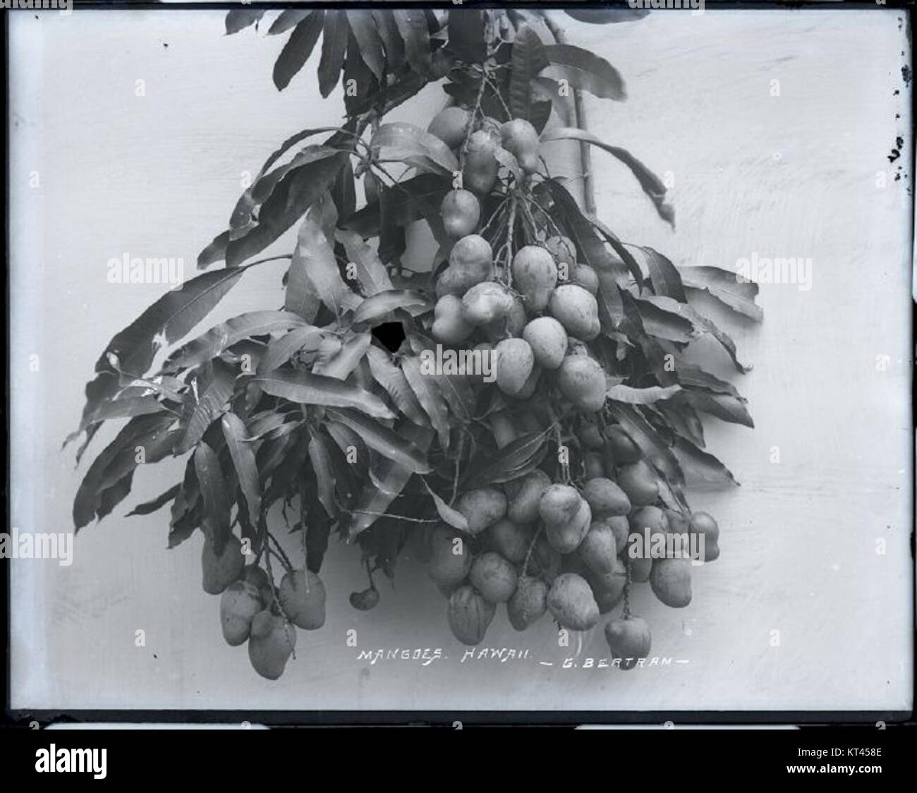 'Mangoes (3)' is a photograph taken by Brother Bertram, featuring three ...