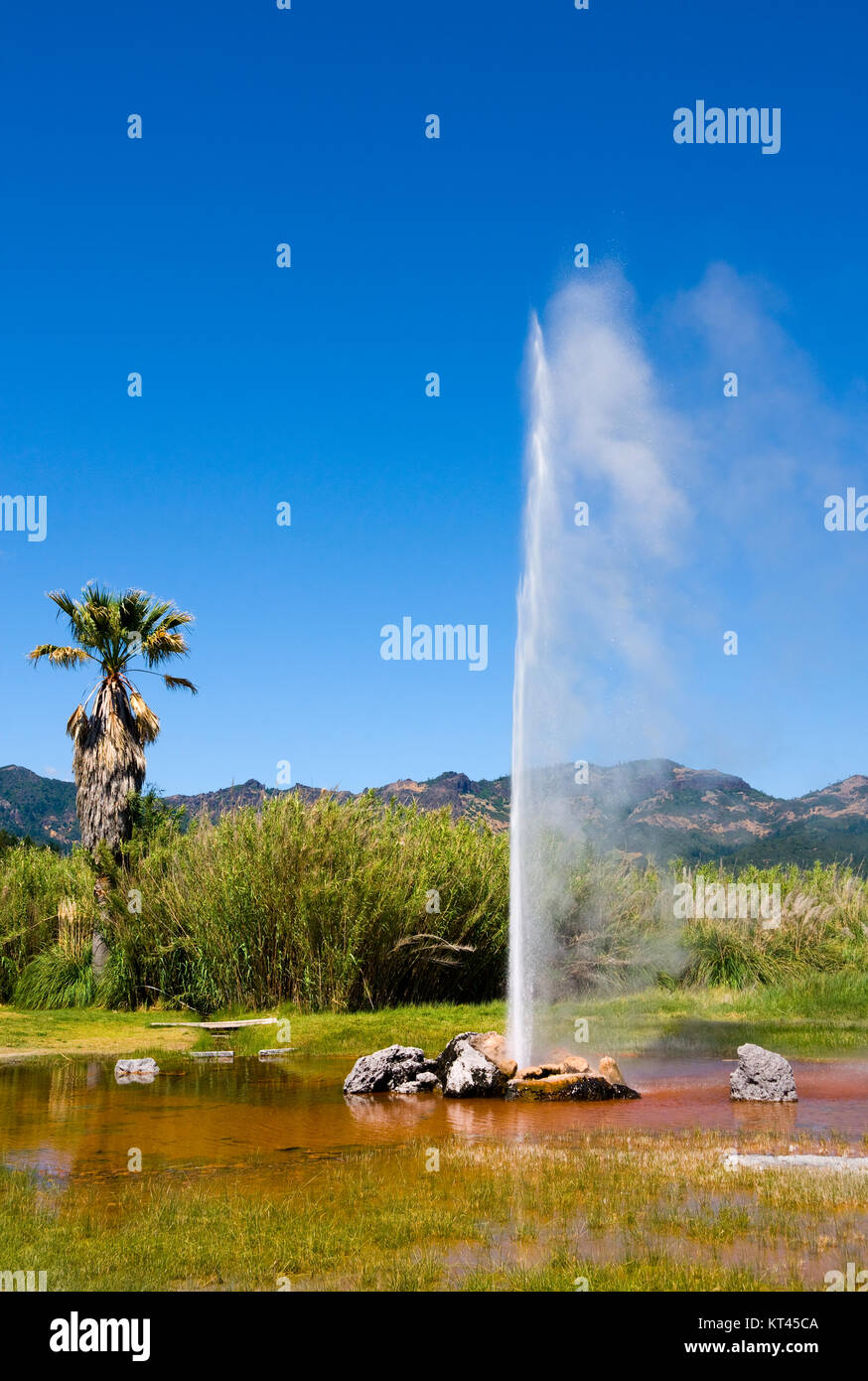 Old Faithful Geyser in Napa Valley, California Stock Photo - Alamy