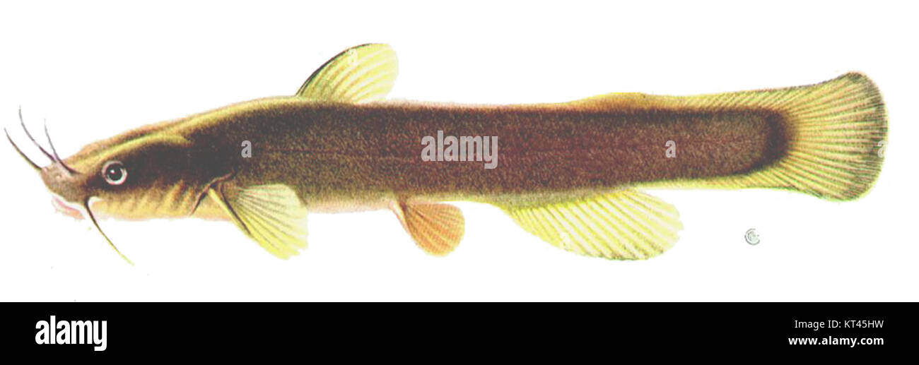 Noturus insignis hi-res stock photography and images - Alamy