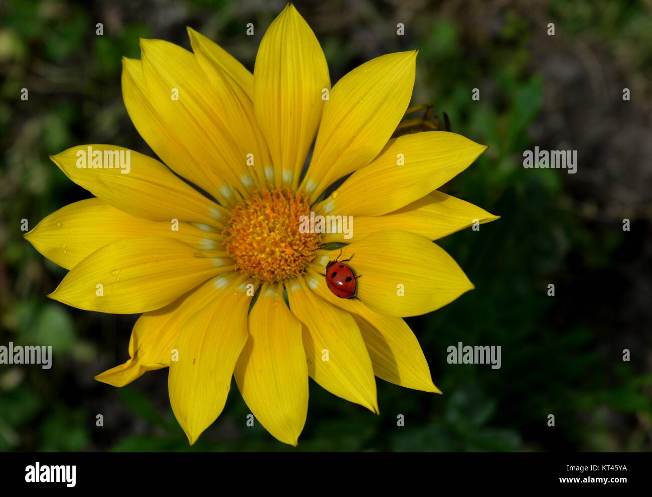ladybug on yellow flower Stock Photo - Alamy