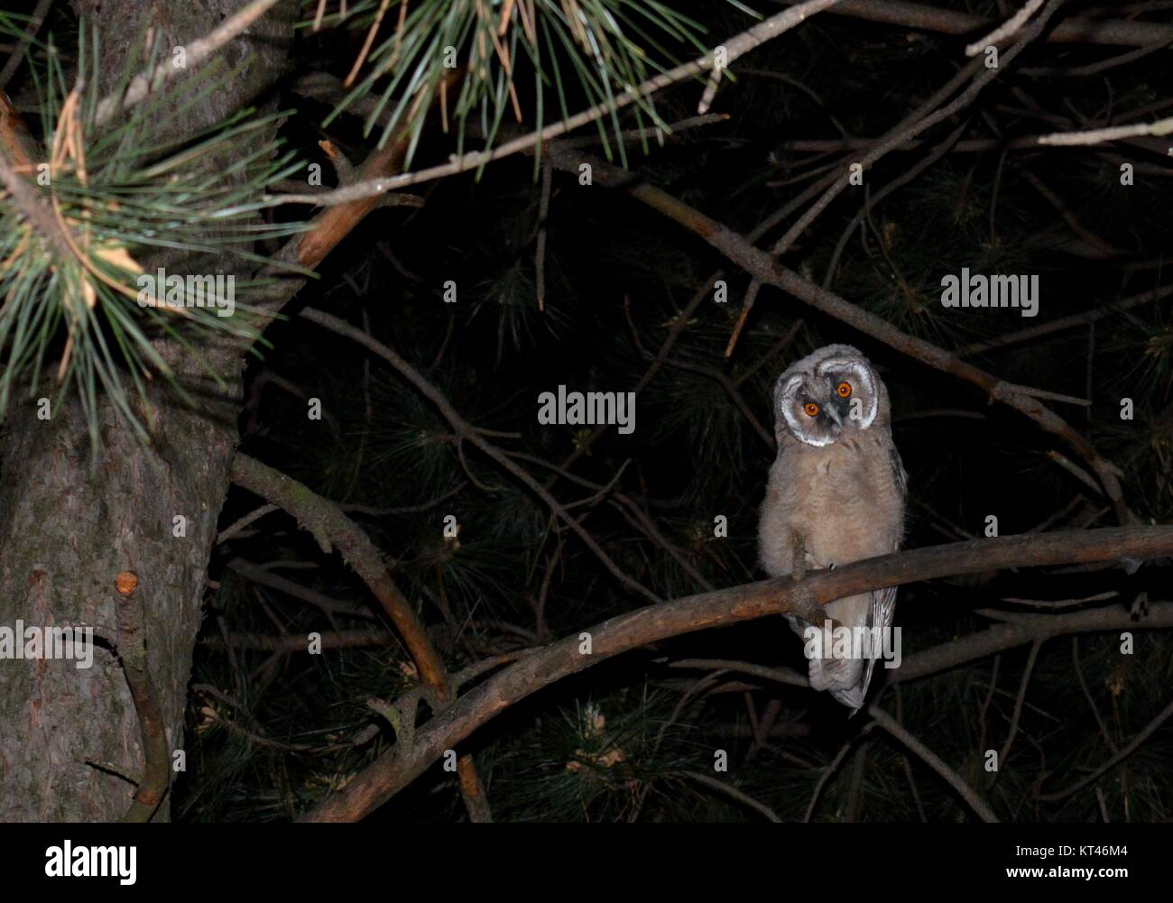 owl on the tree Stock Photo - Alamy