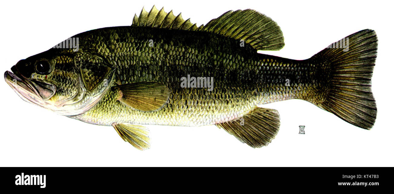Micropterus salmoides, commonly known as the largemouth bass, is a ...