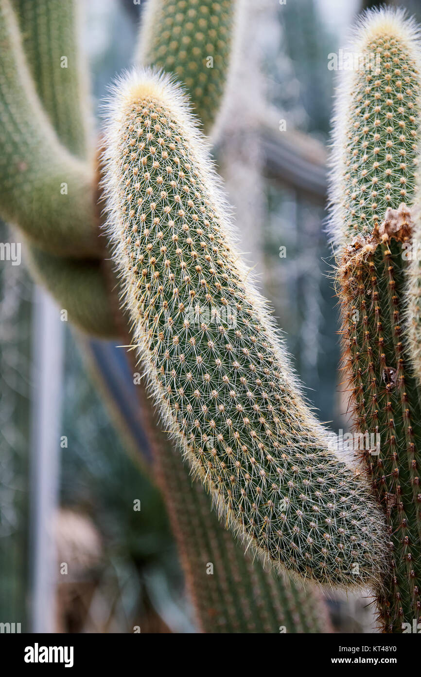 Guentheri hi-res stock photography and images - Alamy