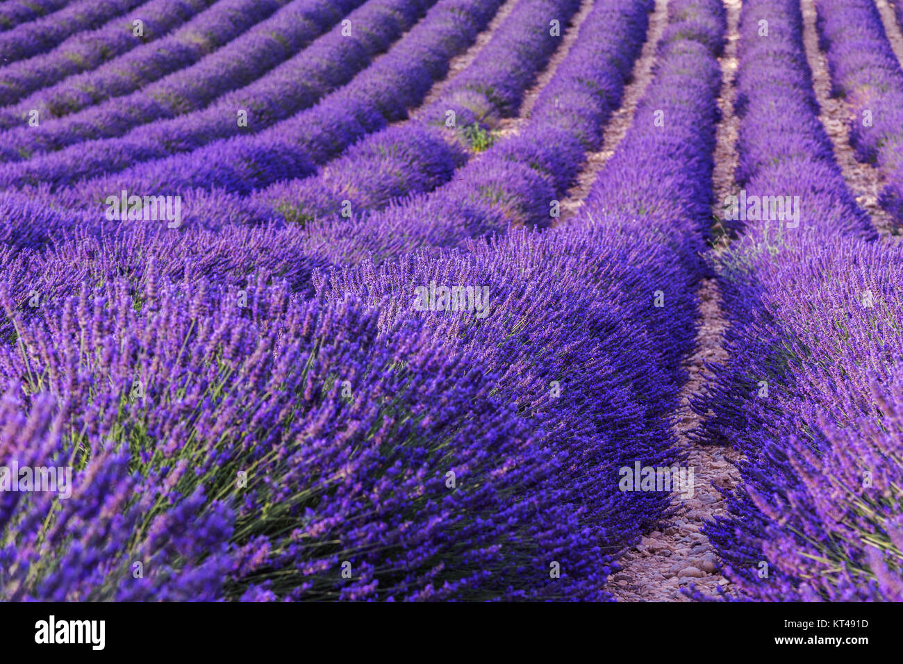 Lavender field summer sunset landscape near Valensole Stock Photo - Alamy