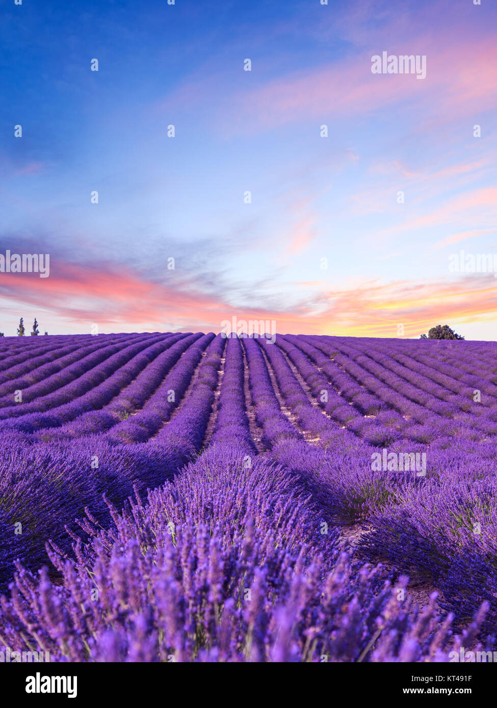 Lavender field summer sunset landscape near Valensole Stock Photo - Alamy