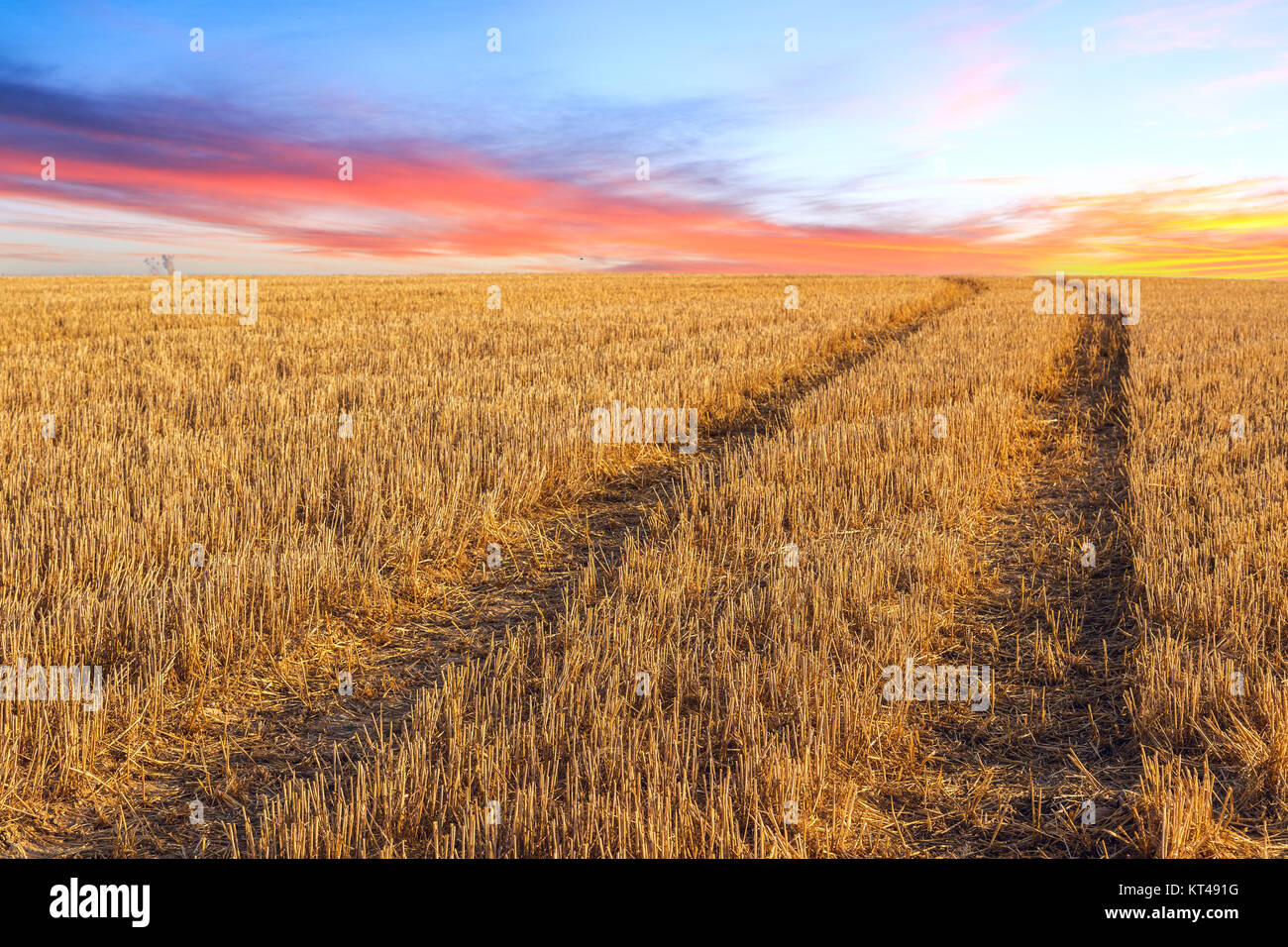 Big yellow field after harvesting Stock Photo - Alamy