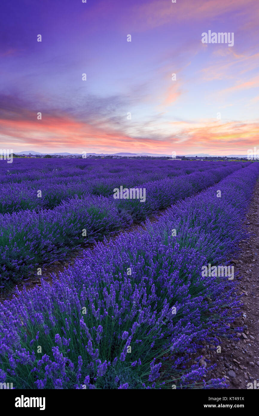 Lavender field summer sunset landscape near Valensole Stock Photo - Alamy